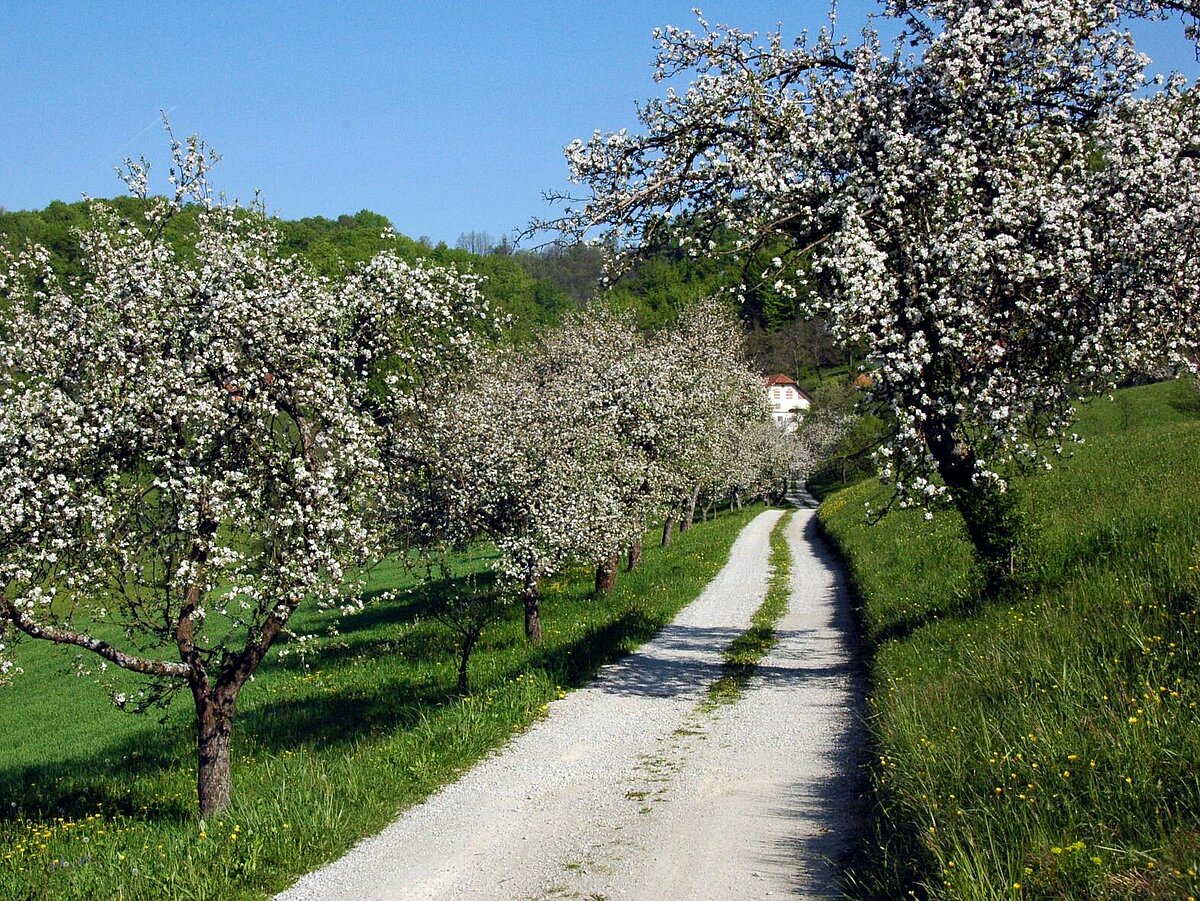 V Kozjanskem parku bodo odprli vrata sadovnjaka - NATURA2000 V Kozjanskem parku bodo odprli vrata sadovnjaka - NATURA2000
