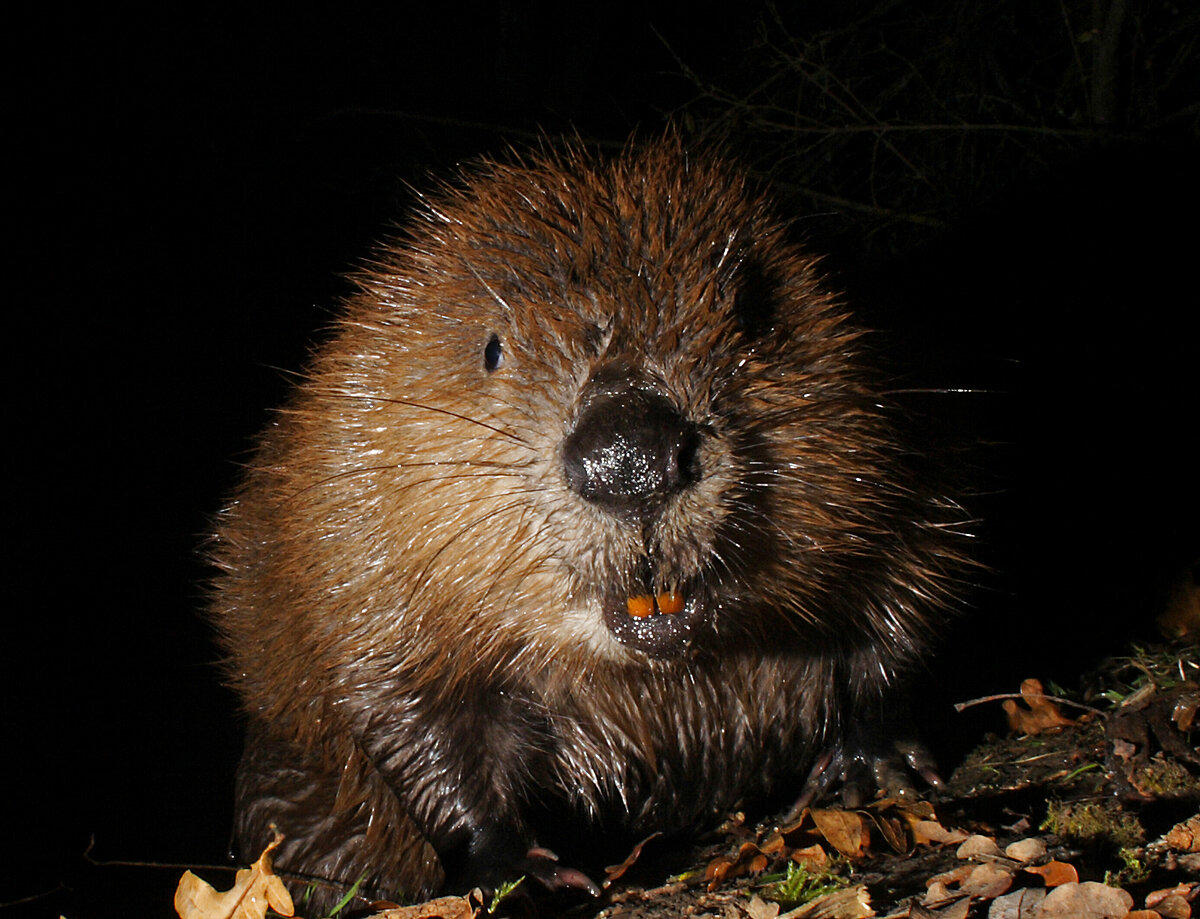 Projekt LIFE: Živeti z bobrom, mokrišči in podnebnimi spremembami ...