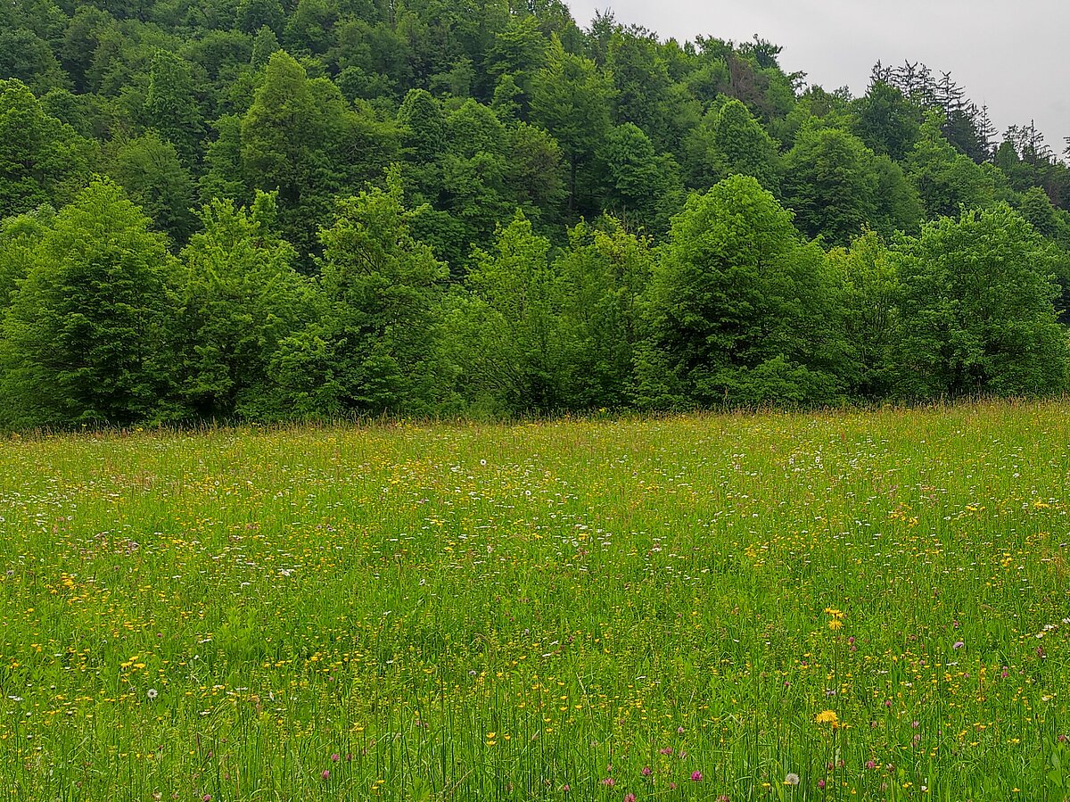 Izbor NAJ travnikov na Goričkem - NATURA2000