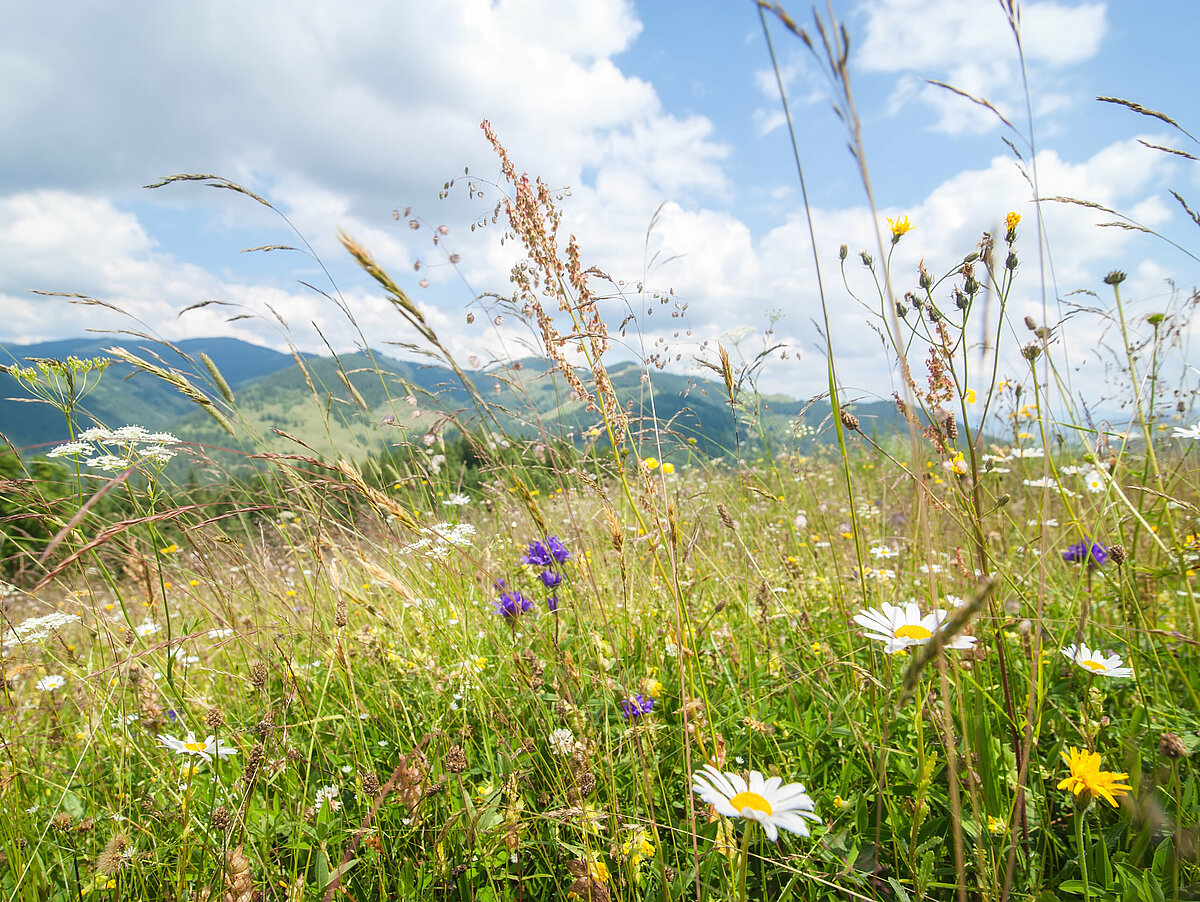 Ob šolah na Goričkem nastajajo cvetoči travniki za opraševalce - NATURA2000