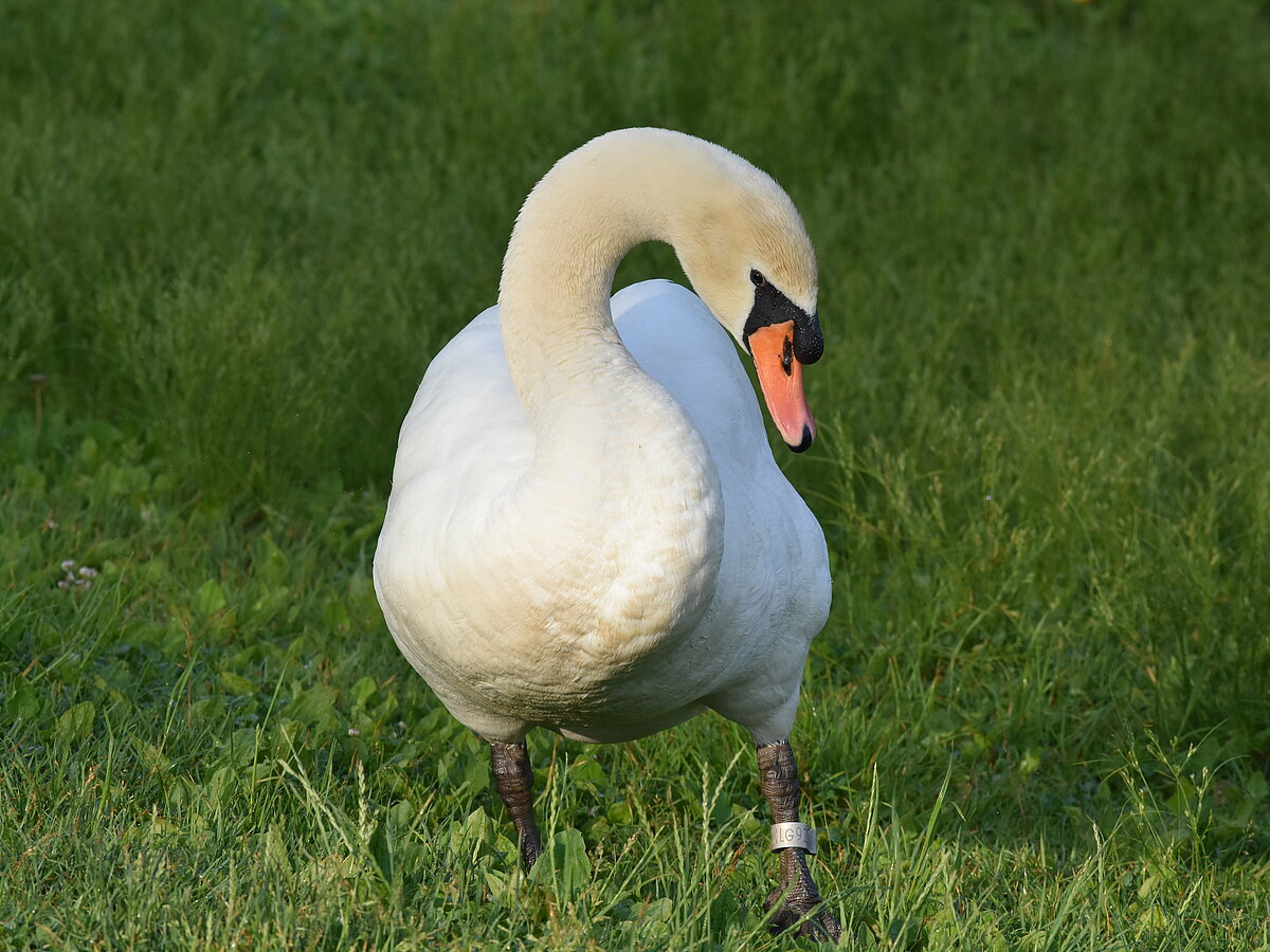 Najdba najstarejšega laboda grbca v Evropi - NATURA2000