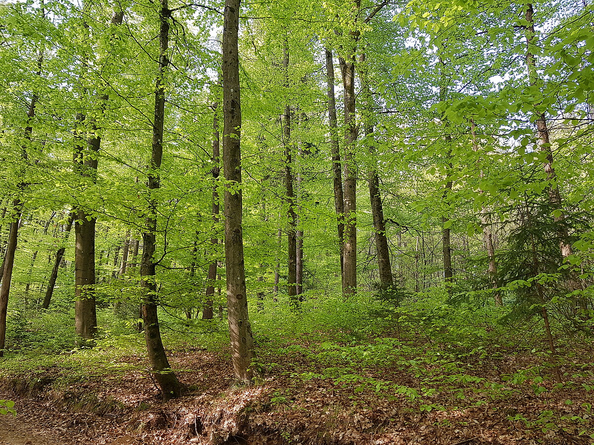 Nove vrste gliv v Sloveniji - NATURA2000