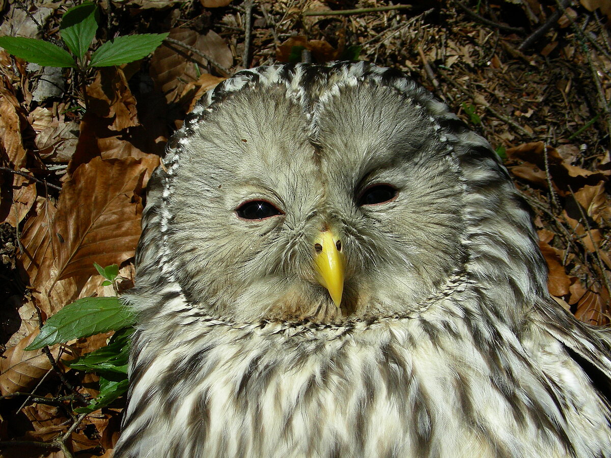 17-letna kozača je do sedaj znana najstarejša sova v Sloveniji - NATURA2000