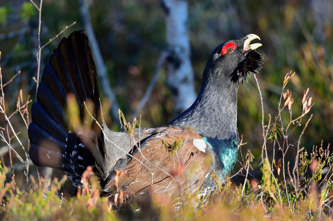Spomladi se v gozdovih začenja ples divjega petelina - NATURA2000