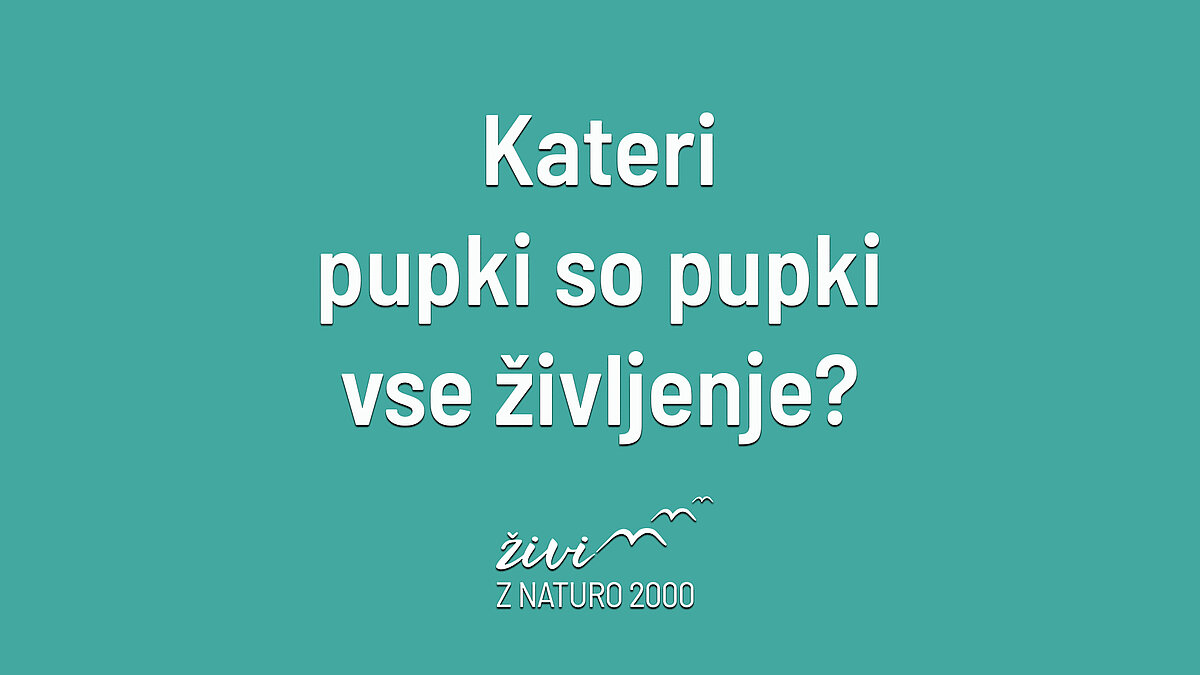 VIDEO: Podvodno življenje planinskega pupka - NATURA2000