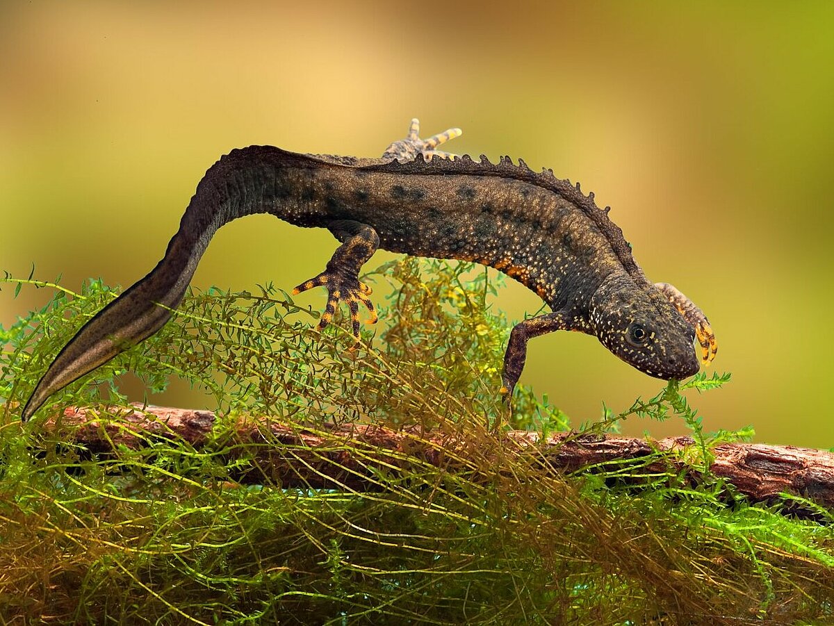 Tretja izdaja novičnika Regljač: katera je dvoživka leta 2022? - NATURA2000